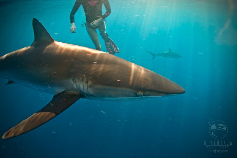 Shark Diving in Cabo San Lucas, Cabo Pulmo, & La Paz, Mexico