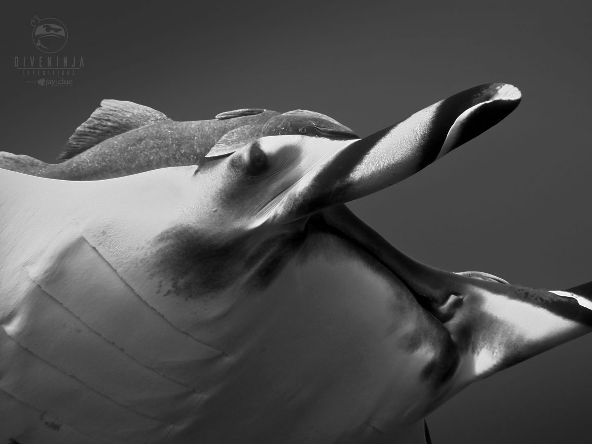 Creature Feature - Get to Know the Charismatic Manta Ray