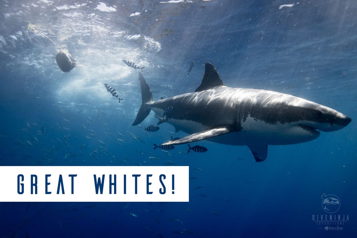 Ninja Exclusive Trips - Dive Ninja Expeditions