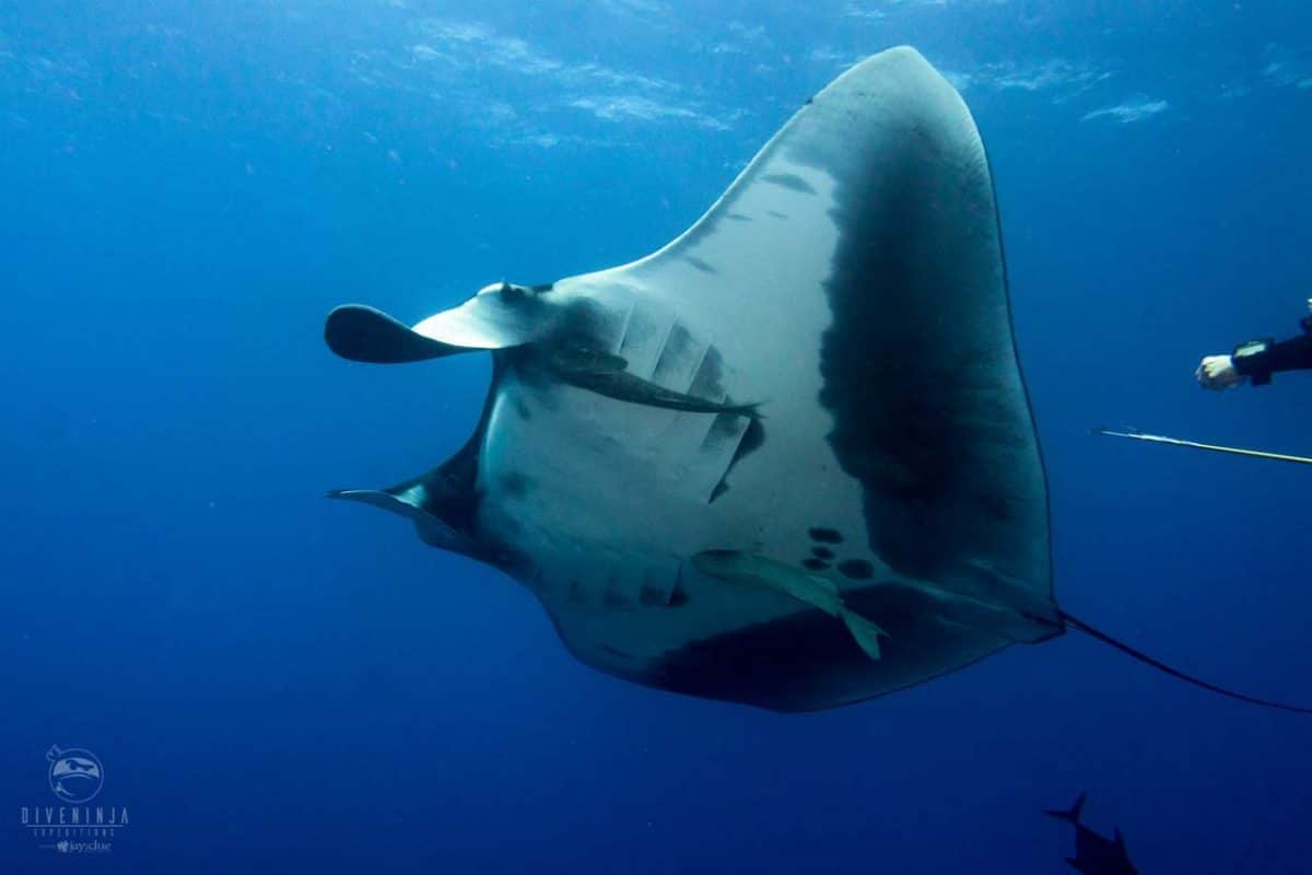 Creature Feature - Get to Know the Charismatic Manta Ray