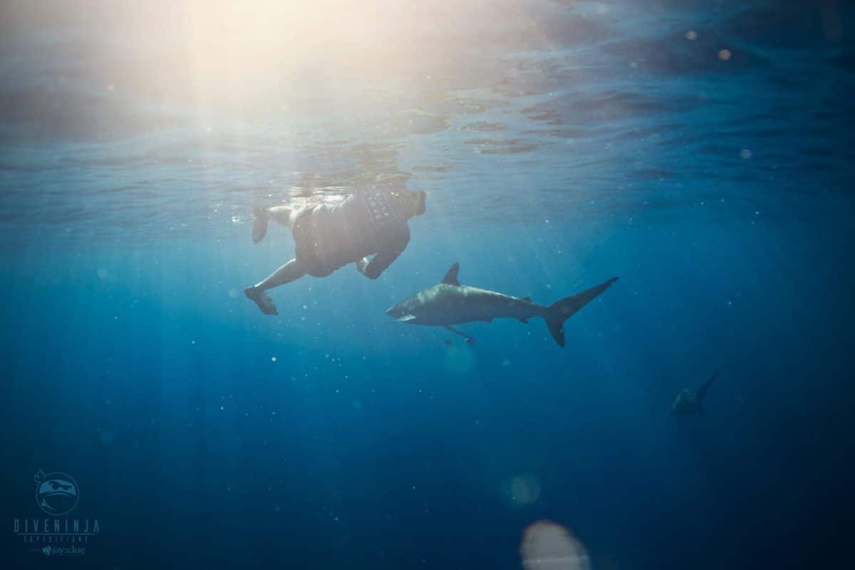 Shark Diving in Cabo San Lucas, Cabo Pulmo, & La Paz, Mexico