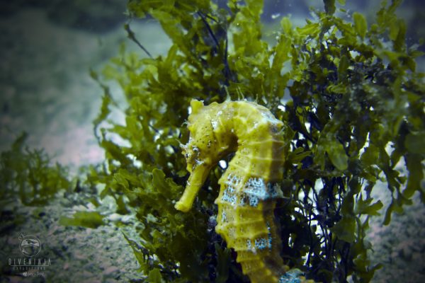 Creature Feature – Get to know the Seahorse
