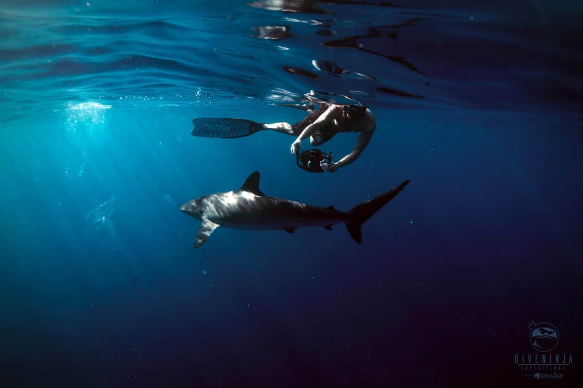 Shark Diving in Cabo San Lucas, Cabo Pulmo, & La Paz, Mexico