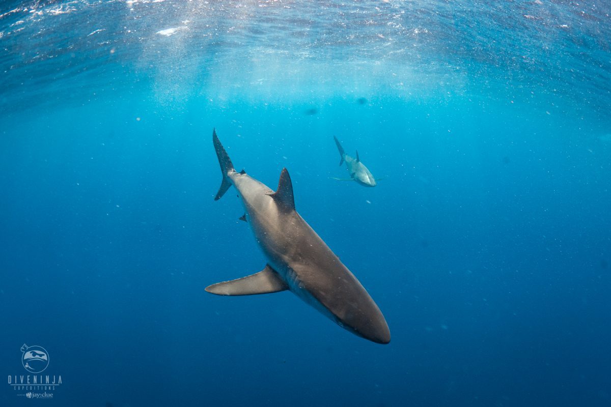 Shark Diving in Cabo San Lucas, Cabo Pulmo, & La Paz, Mexico