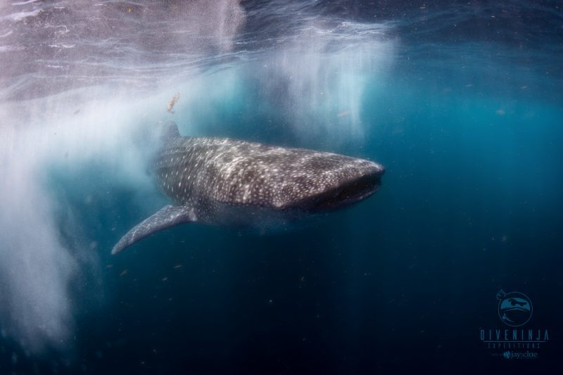 Diving expeditions in Baja California Mexico