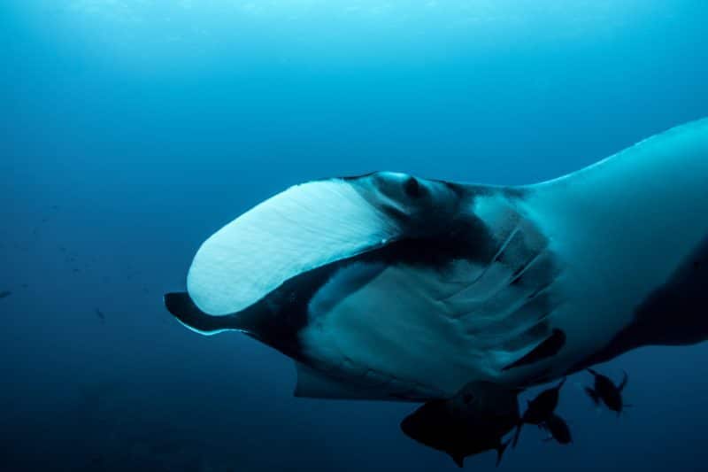 Creature Feature - Get to Know the Charismatic Manta Ray