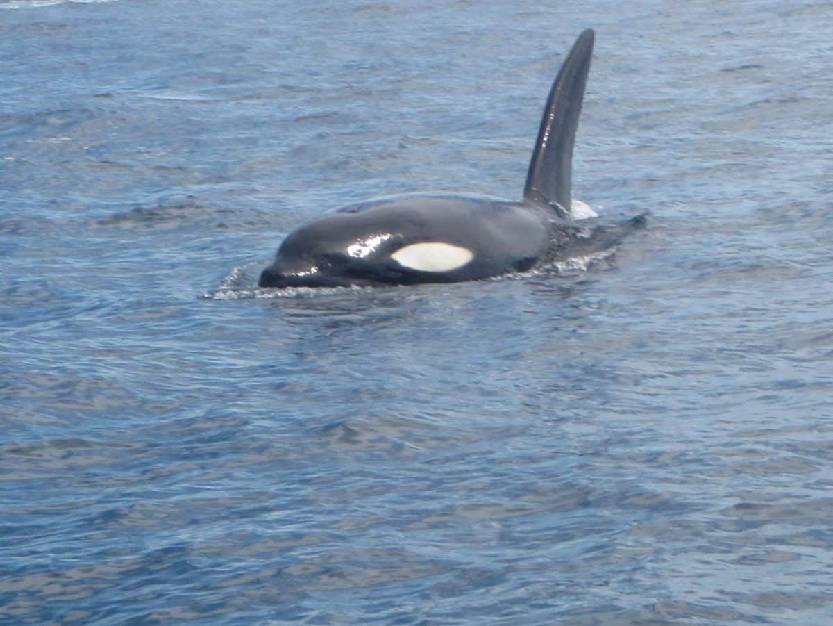Los mejores lugares para avistar ballenas en Baja California Sur