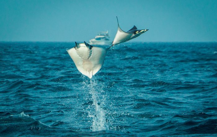Mobula Ray Expeditions in the Sea of Cortez, Baja California Mexico