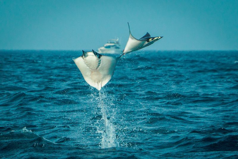 Mobula Ray Expeditions - Mexico, Baja California