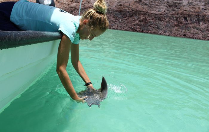 Mobula Ray Expeditions in the Sea of Cortez, Baja California Mexico