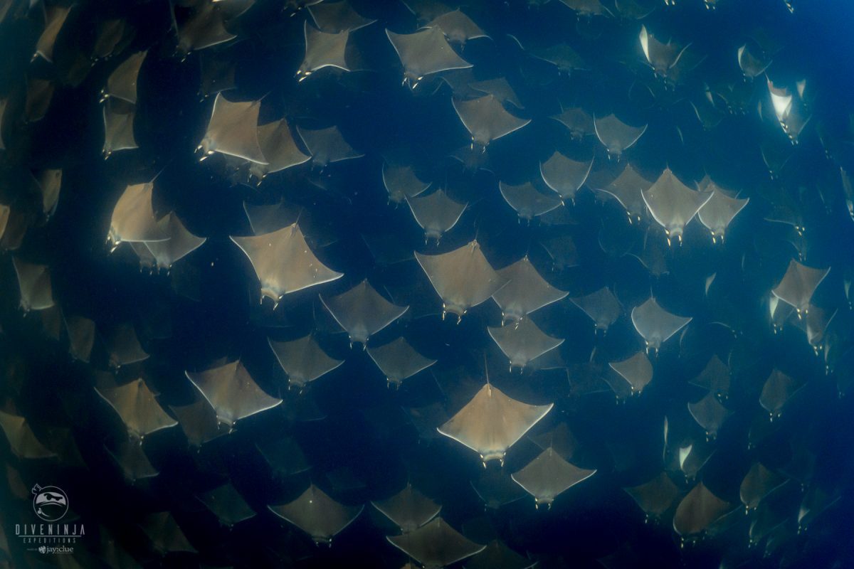 The Magnificent Mobula Rays of Baja California Mexico