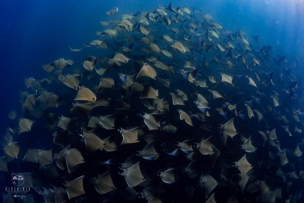 The Magnificent Mobula Rays of Baja California Mexico