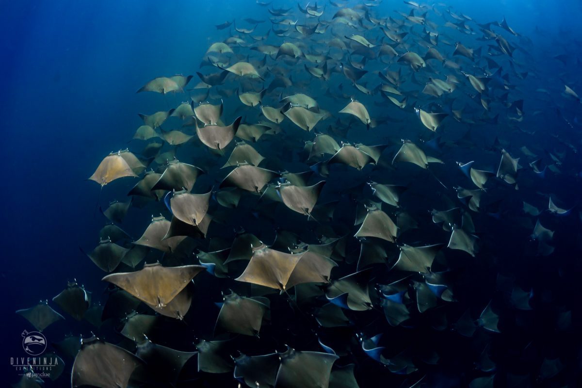 The Magnificent Mobula Rays of Baja California Mexico