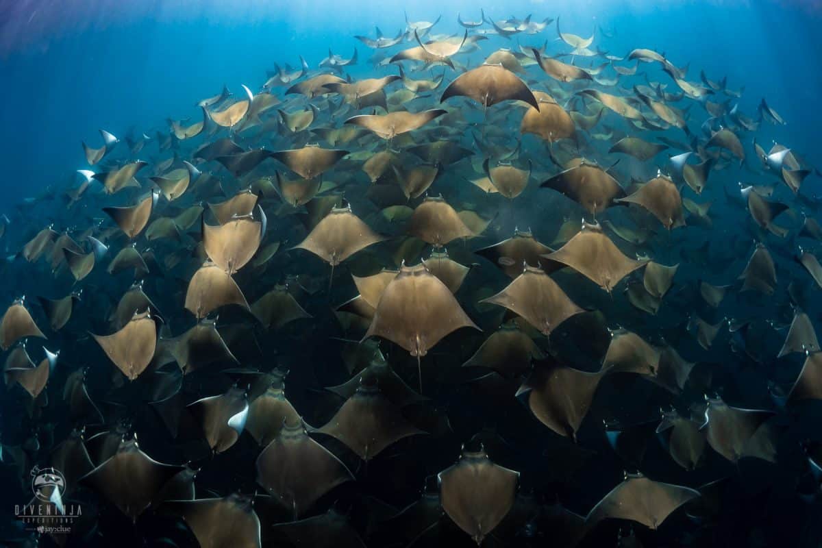 The Magnificent Mobula Rays of Baja California Mexico