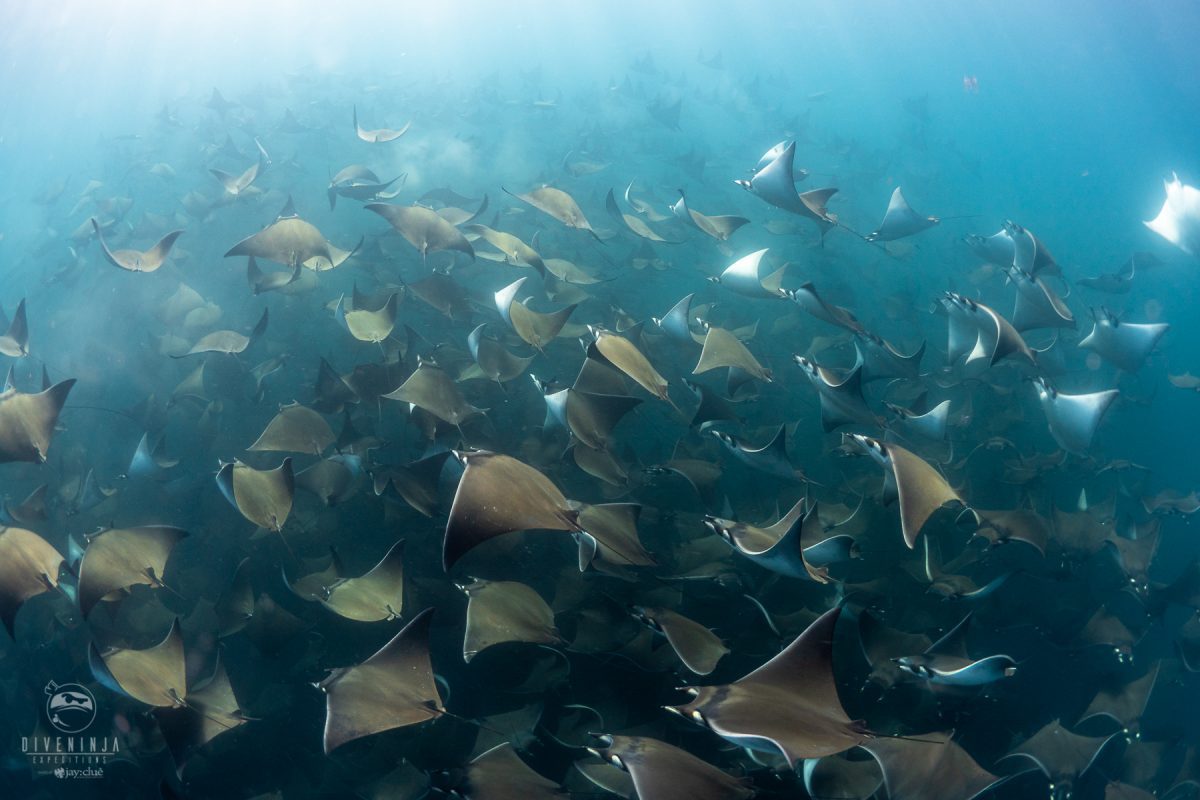 The Magnificent Mobula Rays of Baja California Mexico