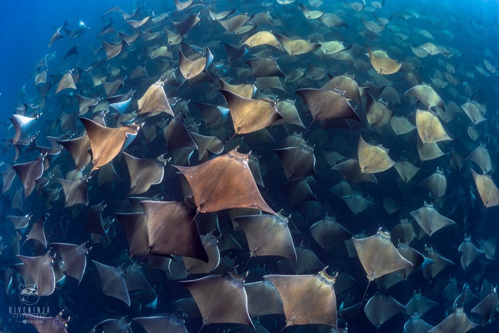The Magnificent Mobula Rays of Baja California Mexico
