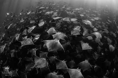 The Magnificent Mobula Rays of Baja California Mexico