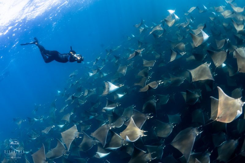 The Magnificent Mobula Rays of Baja California Mexico
