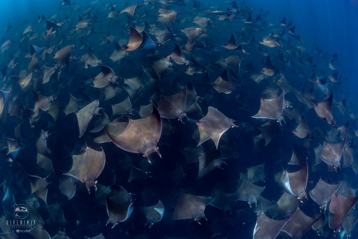 The Magnificent Mobula Rays of Baja California Mexico