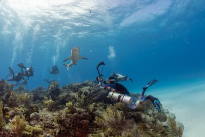 Introducing Shark Mythbusters