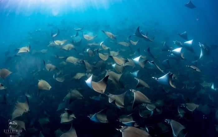 Mobula Ray Expeditions in the Sea of Cortez, Baja California Mexico