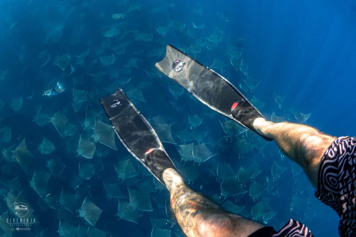 Mobula Ray Expeditions - Mexico, Baja California