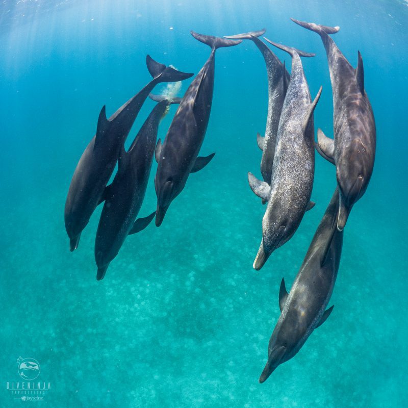 The Secret Life of Dolphins