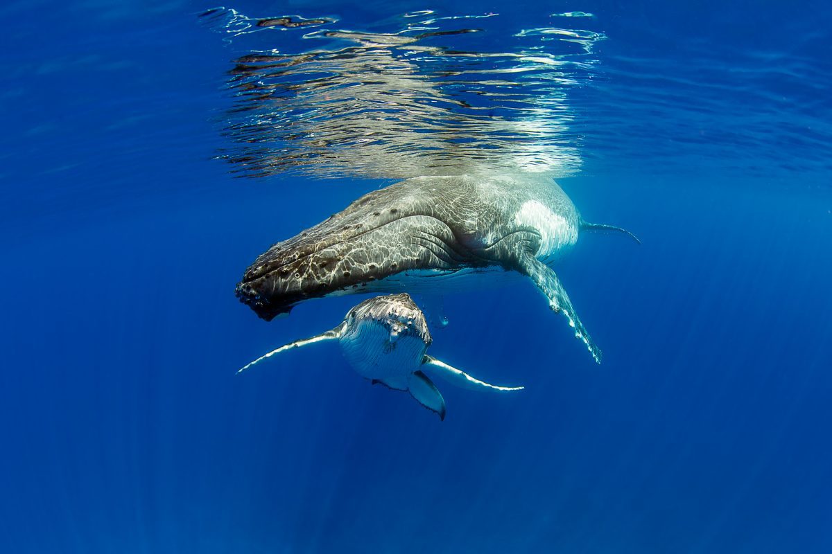NEW PADI Whale Defender Distinctive Specialty Course