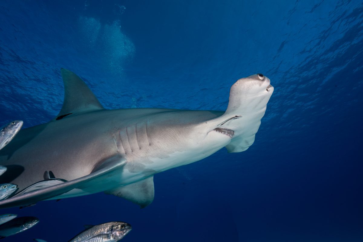 Shark Research Experience in Bimini, Bahamas - Great Hammerheads