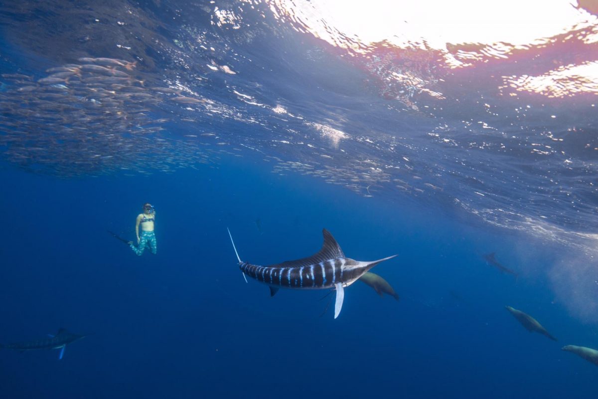 Dive Ninjas Striped Marlin Trip Report Magdalena Bay November 2019