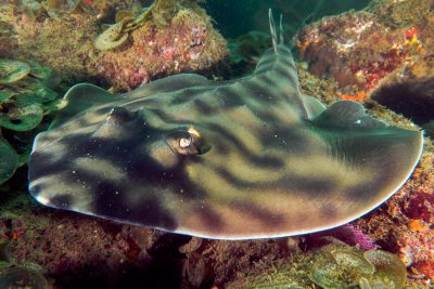 Meet The Locals - Baja Species Articles Series - Banded Guitarfish