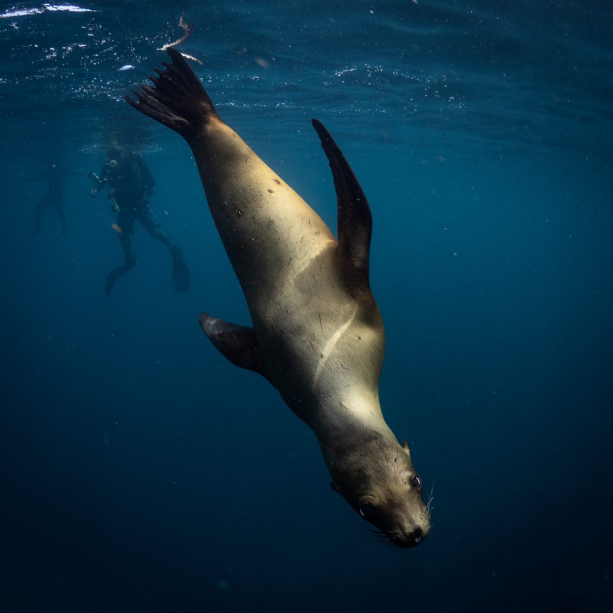 Meet The Locals - Baja Species Articles Series - California Sea Lions