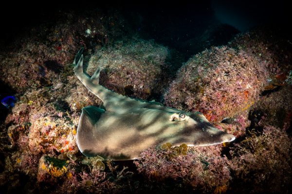 Meet The Locals - Baja Species Articles Series - Banded Guitarfish