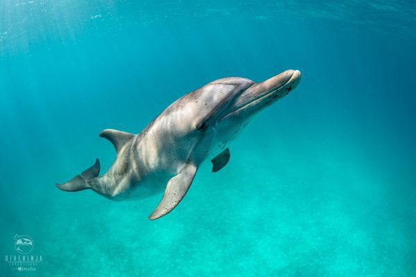 Dolphin Defenders - Staying Wild and Free