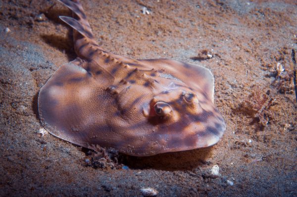 Meet The Locals - Baja Species Articles Series - Banded Guitarfish