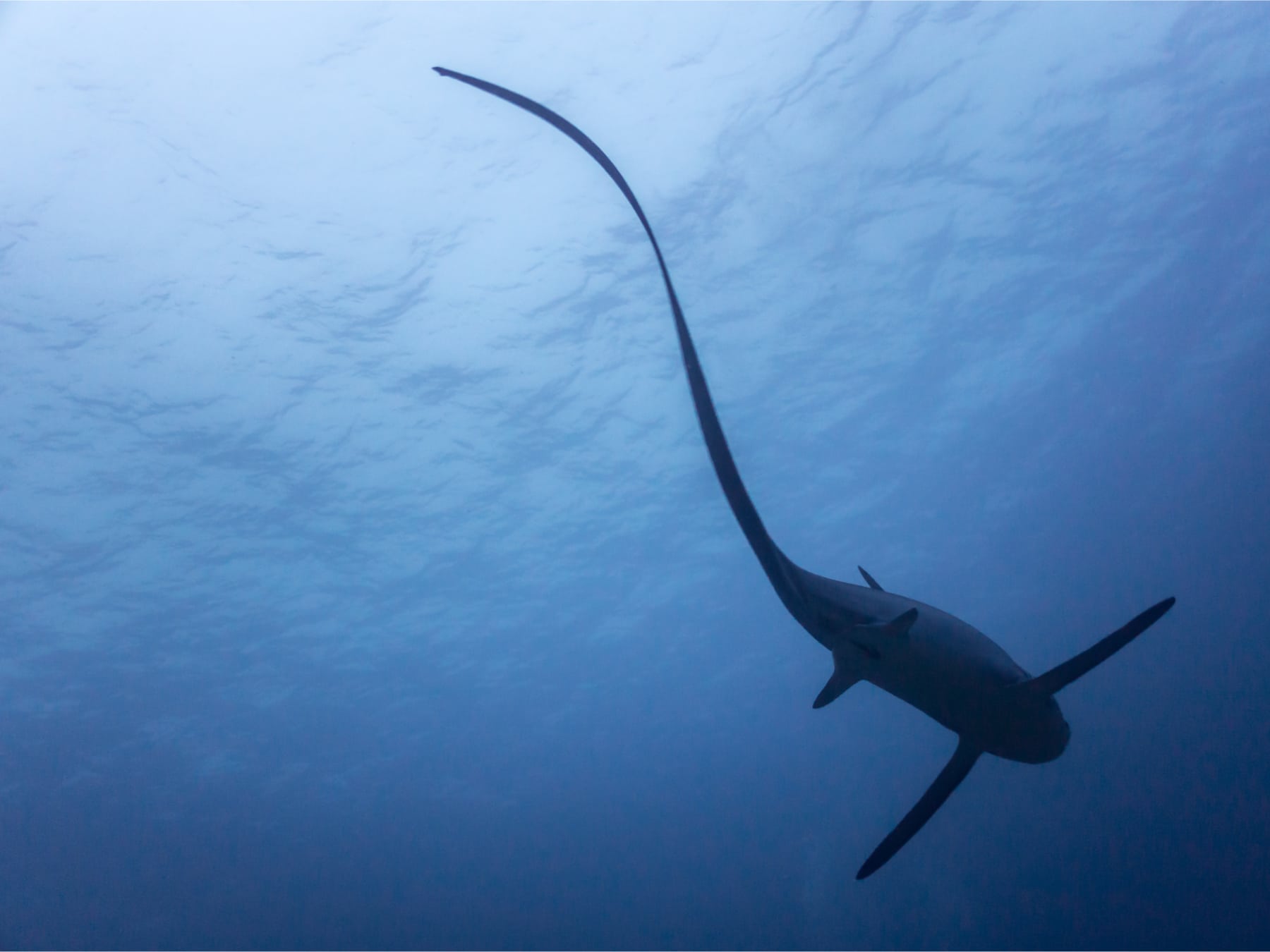 Creature Feature - Get to Know the Thresher Shark