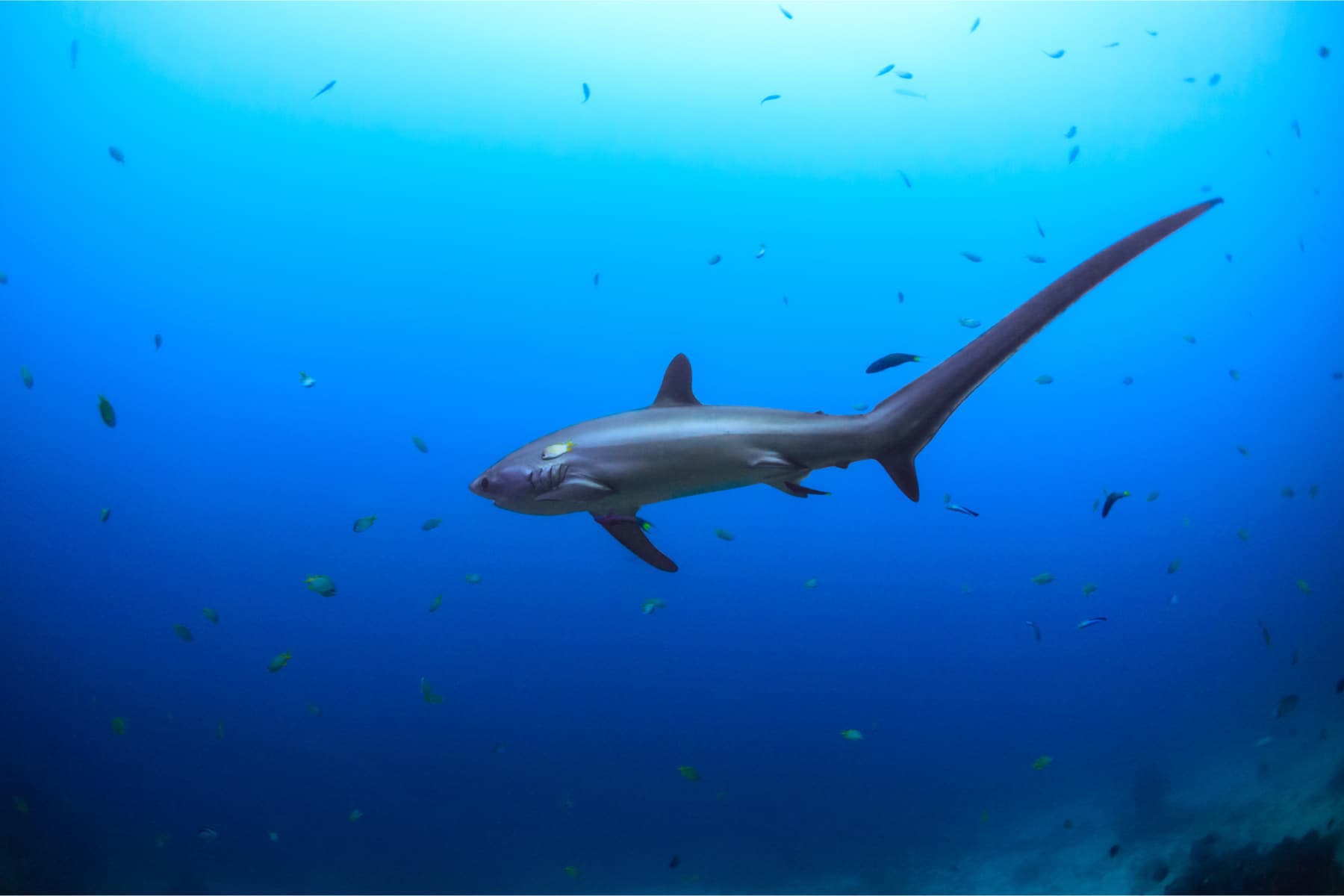 Creature Feature - Get to Know the Thresher Shark