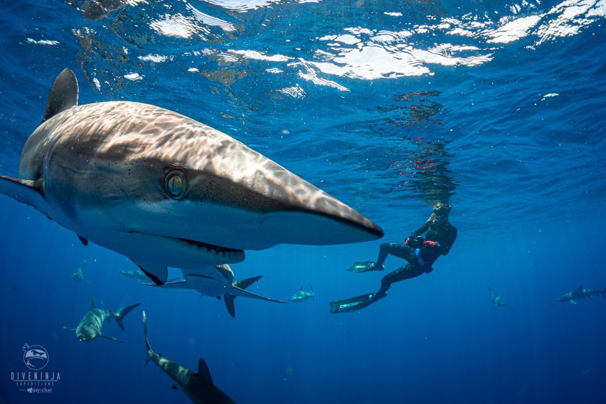Scuba Diving in Cabo San Lucas - Dive Ninjas
