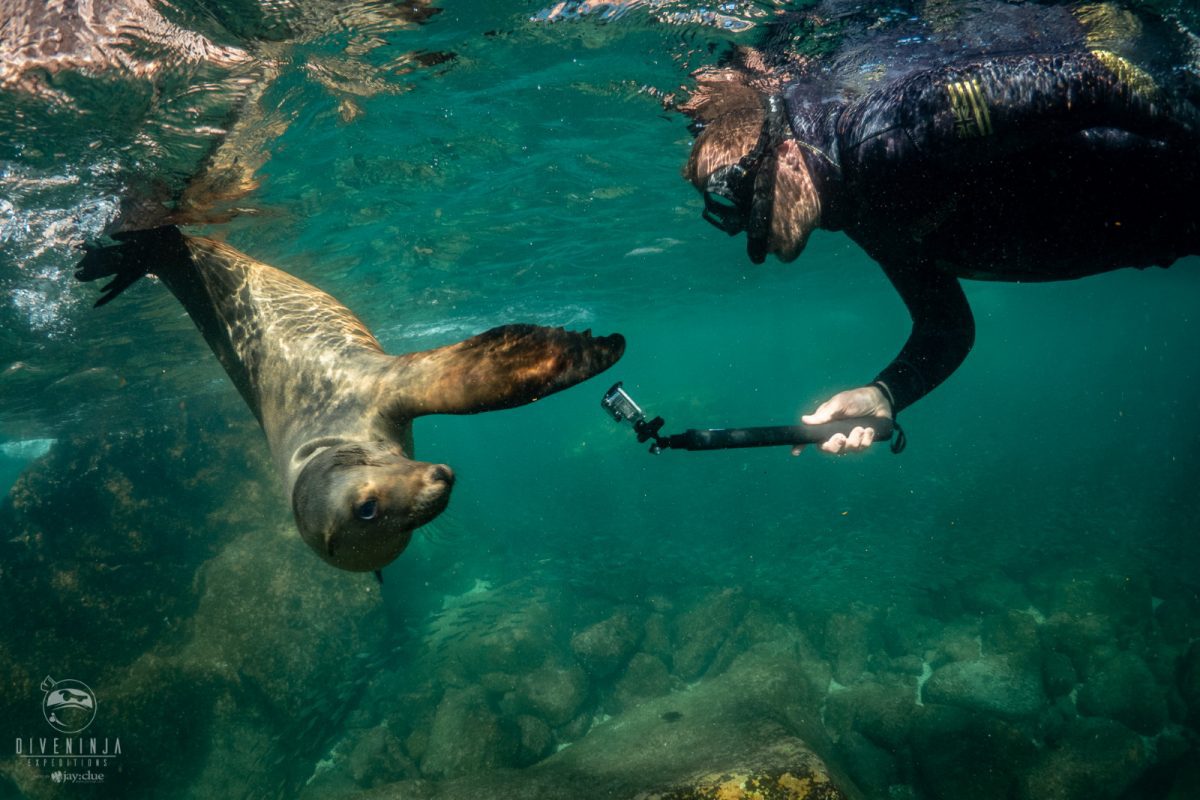 Conozca a los lugareños - Serie de artículos sobre especies de Baja ...