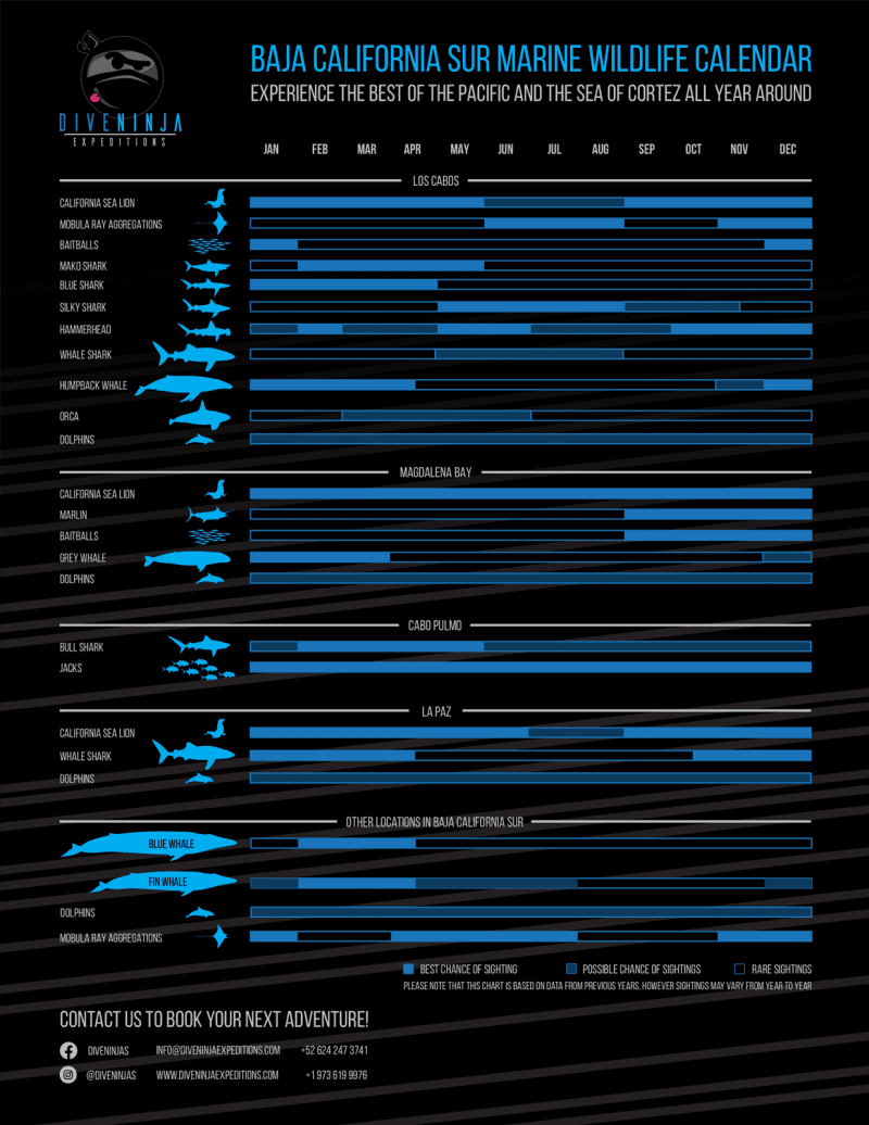 Marine Wildlife Calendar - Dive Ninja Expeditions