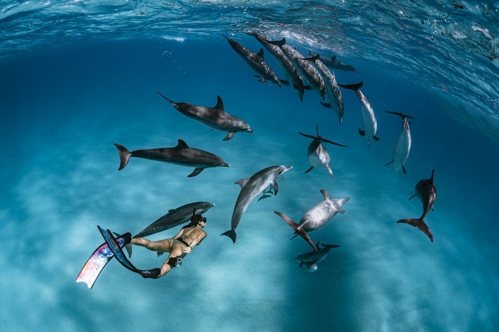 Wild Dolphin Expeditions in Bimini, The Bahamas
