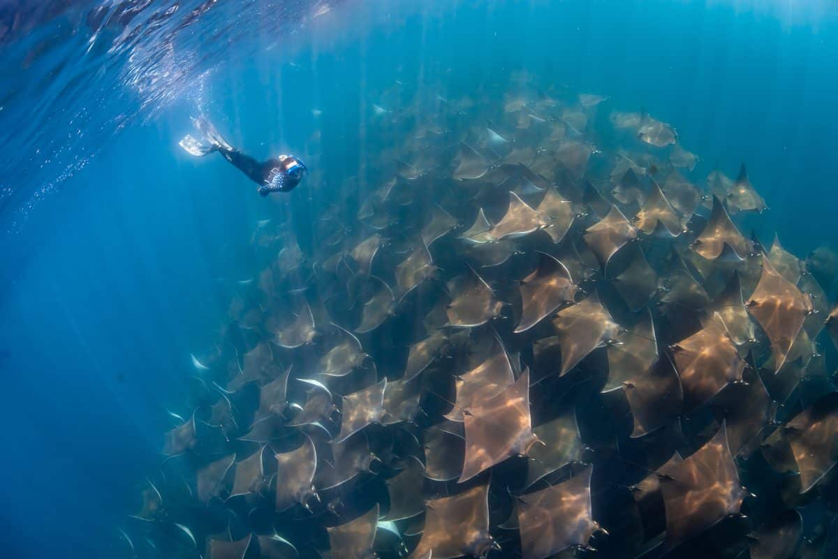 5 Day Mobula Ray Citizen Science Expeditions in Baja California Mexico
