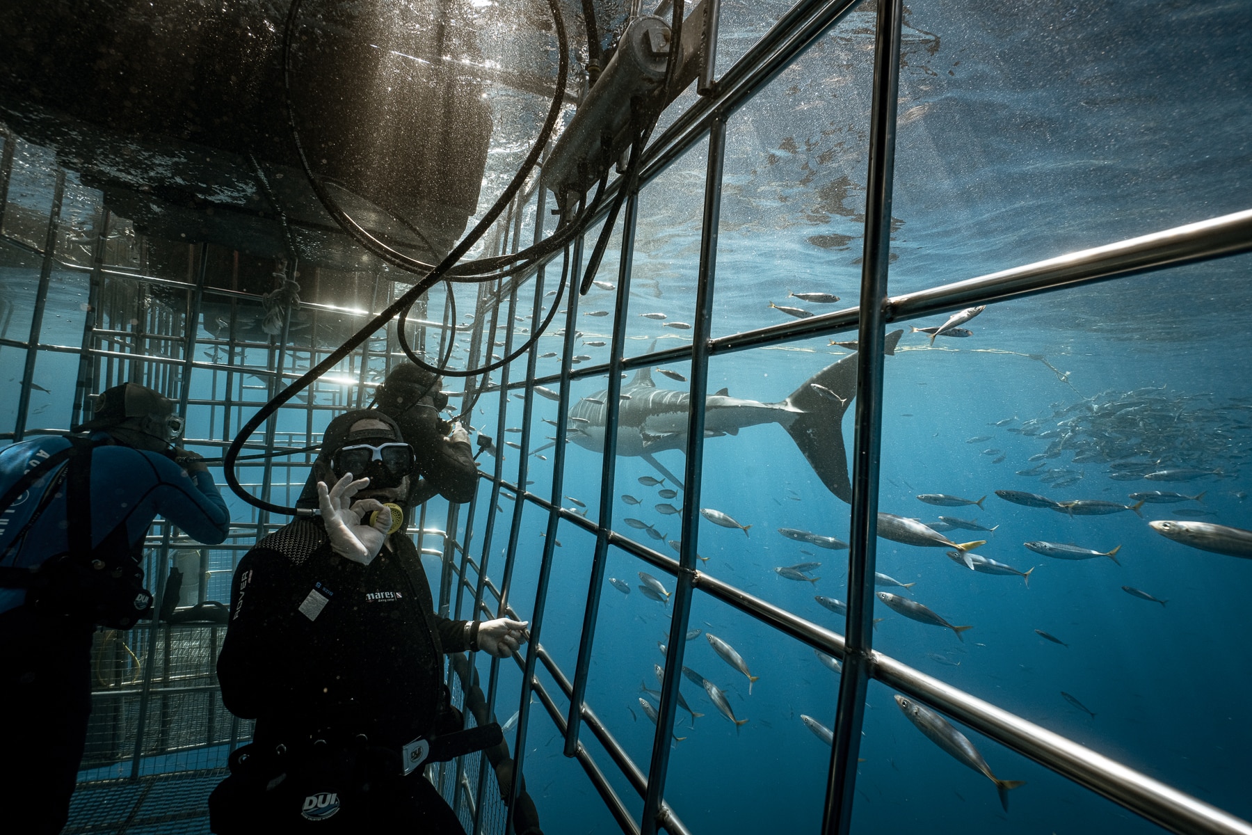Guadalupe Island - Great White Shark Diving