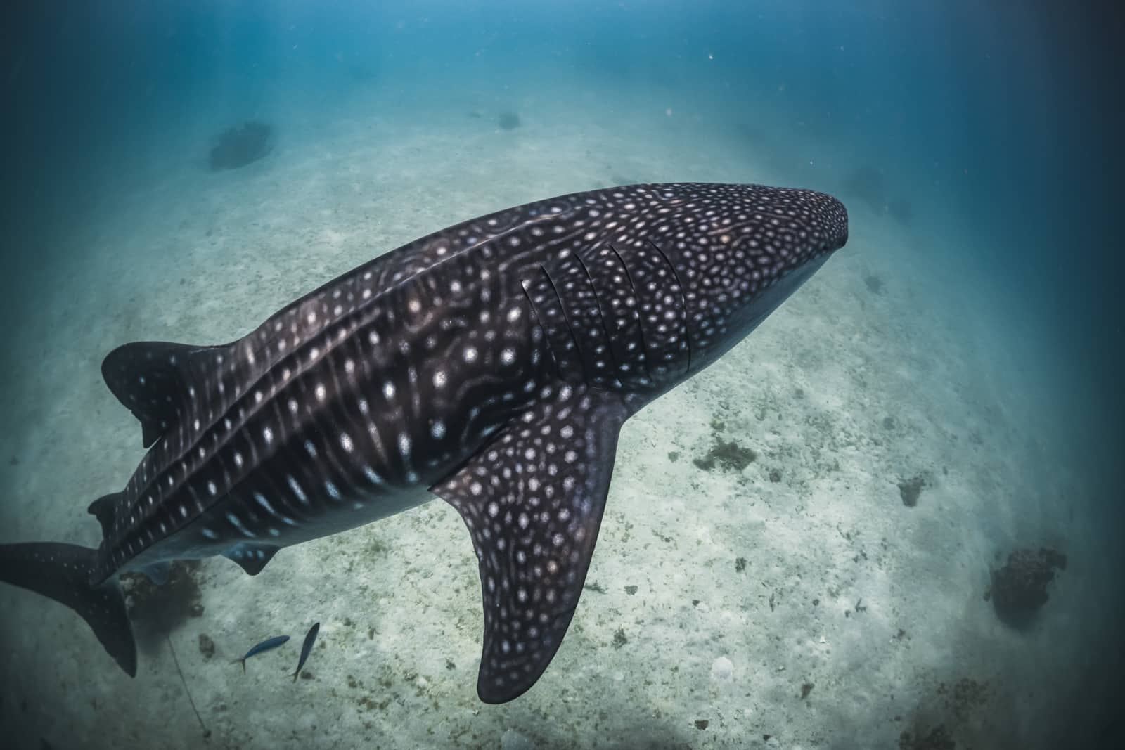 Best of Visayas Philippines 2023 - Dive Ninja Expeditions