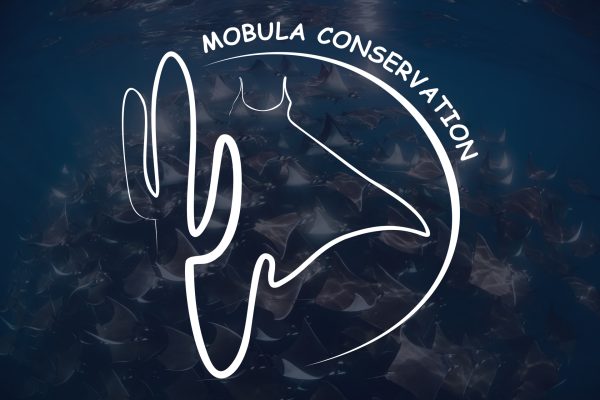 Halloween Night Dive in Cabo & Mobula Conservation Fundraiser