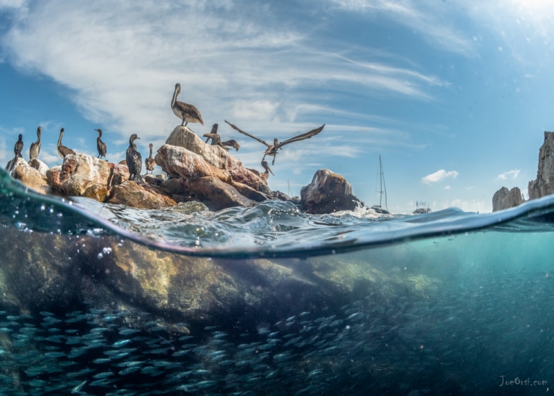 2 Tanks Dive, Cabo San Lucas Marine Park - Dive Ninja Expeditions