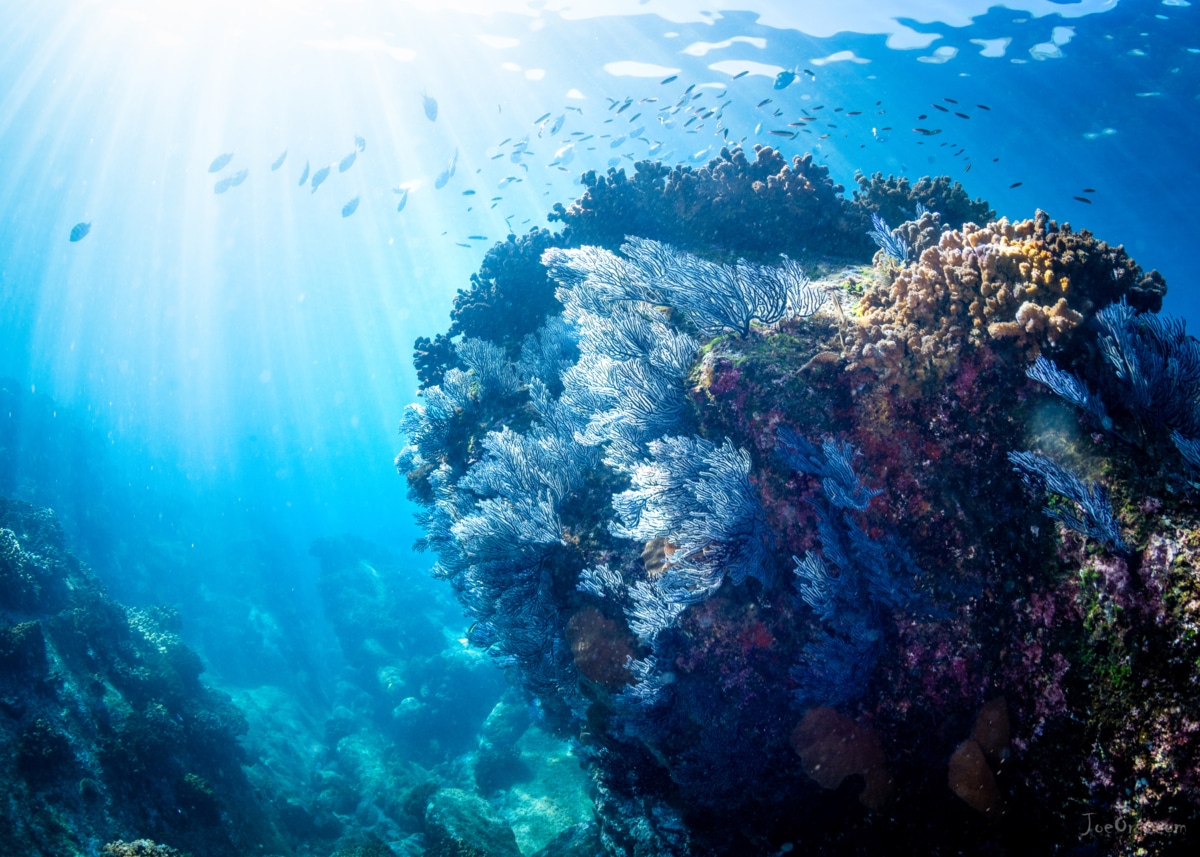 2 Tanks Dive, The Corridor of Los Cabos - Dive Ninja Expeditions