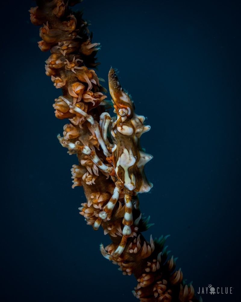 Dauin - Special Macro Trip 2026